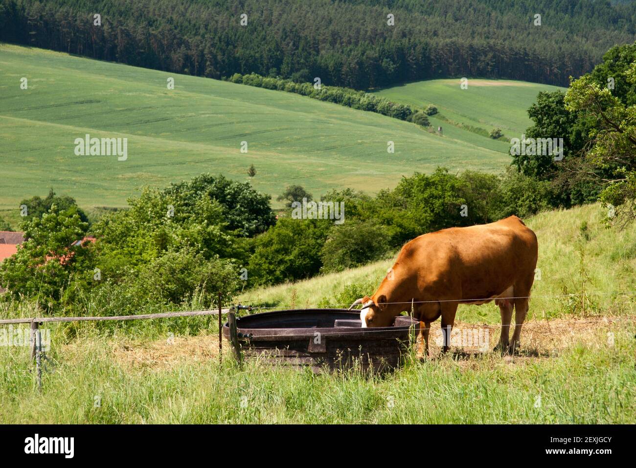 Animal watering bucket farm hi-res stock photography and images - Alamy