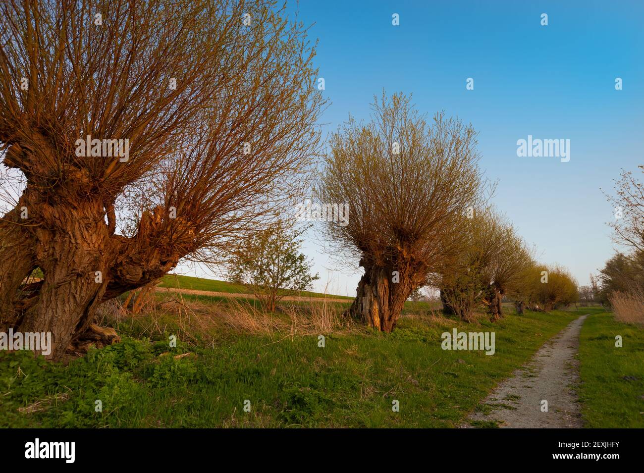 Old pollarded willow hi-res stock photography and images - Alamy