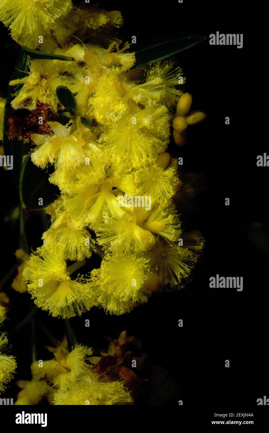 Common wattle flowers hi-res stock photography and images - Alamy