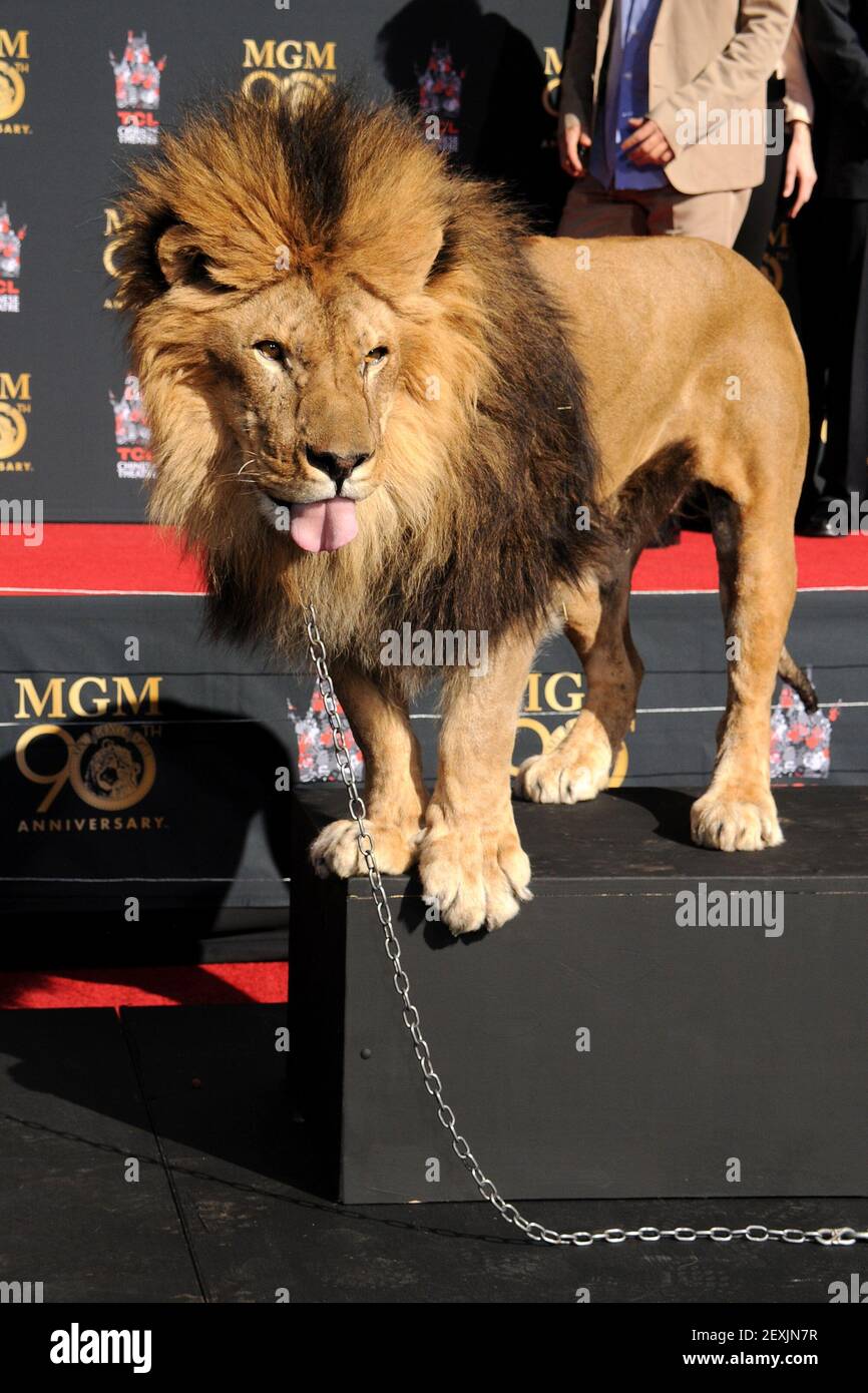 22 January 2014 - Hollywood, California - Leo the MGM Lion. Metro ...