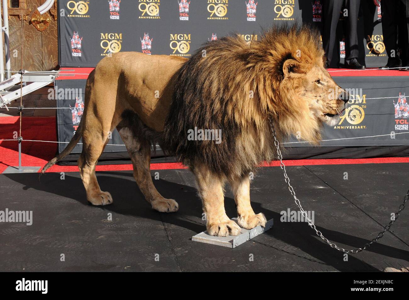 22 January 2014 - Hollywood, California - Leo the MGM Lion. Metro ...