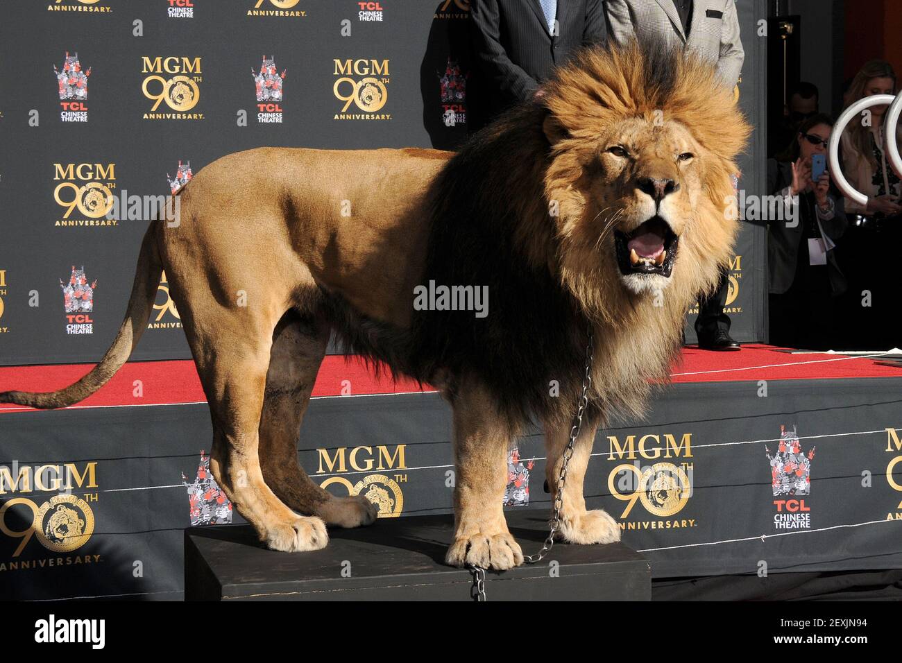 22 January 2014 - Hollywood, California - Leo the MGM Lion. Metro ...