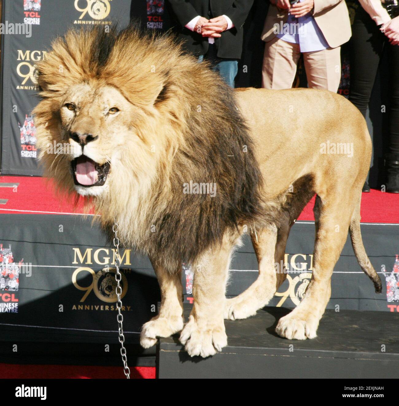 HOLLYWOOD, CA - JANUARY 22: Leo the lion poses for the media at the ...