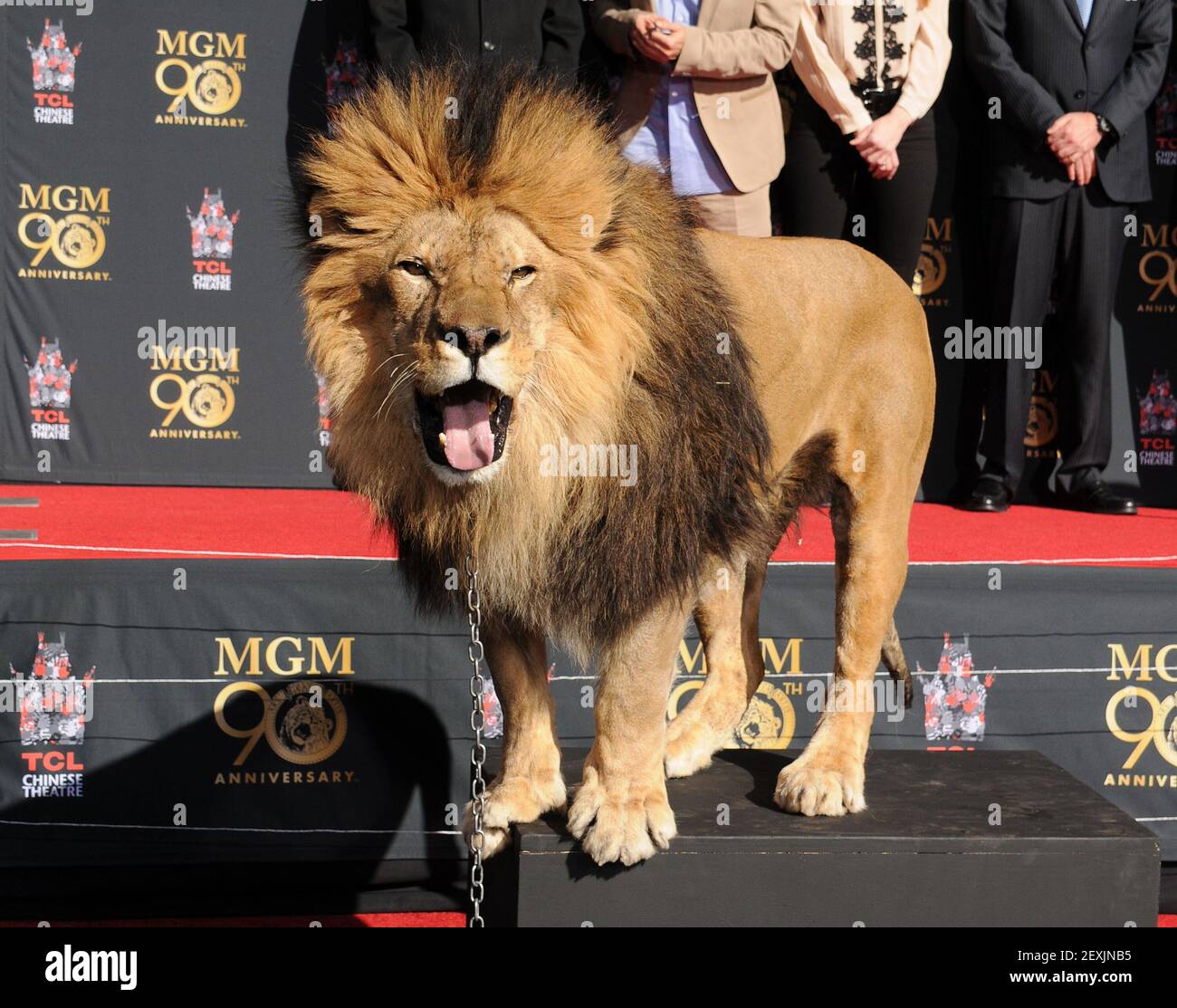 22 January 2014 - Hollywood, California - Leo the MGM Lion. Metro ...