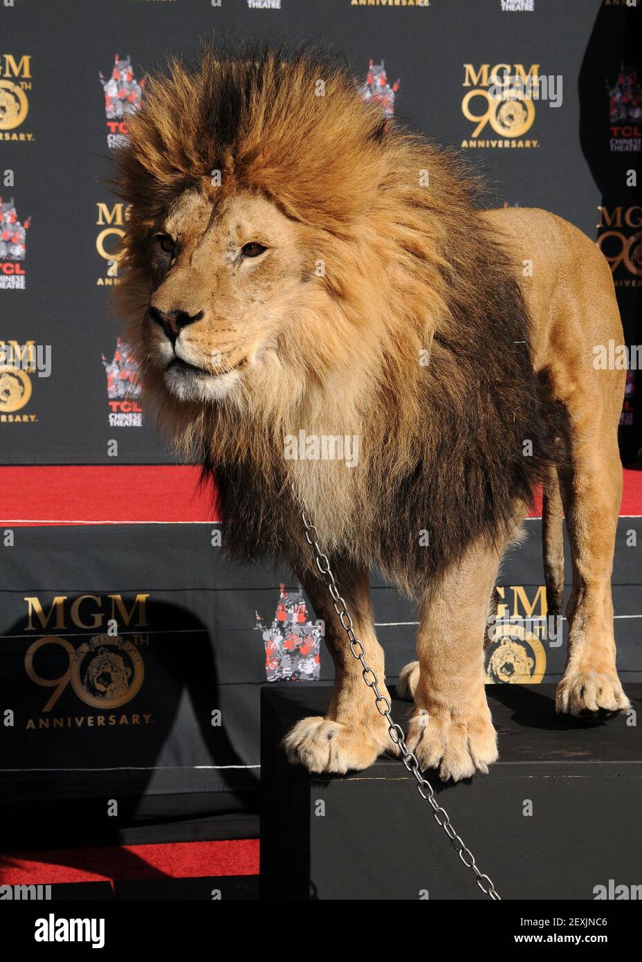 22 January 2014 - Hollywood, California - Leo the MGM Lion. Metro ...