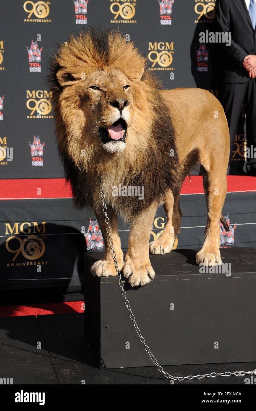 22 January 2014 - Hollywood, California - Leo the MGM Lion. Metro ...