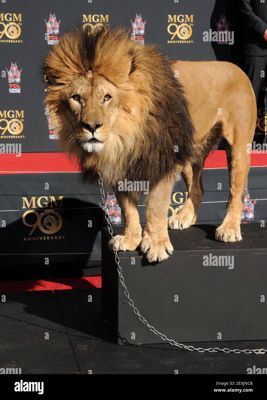 22 January 2014 - Hollywood, California - Leo the MGM Lion. Metro ...