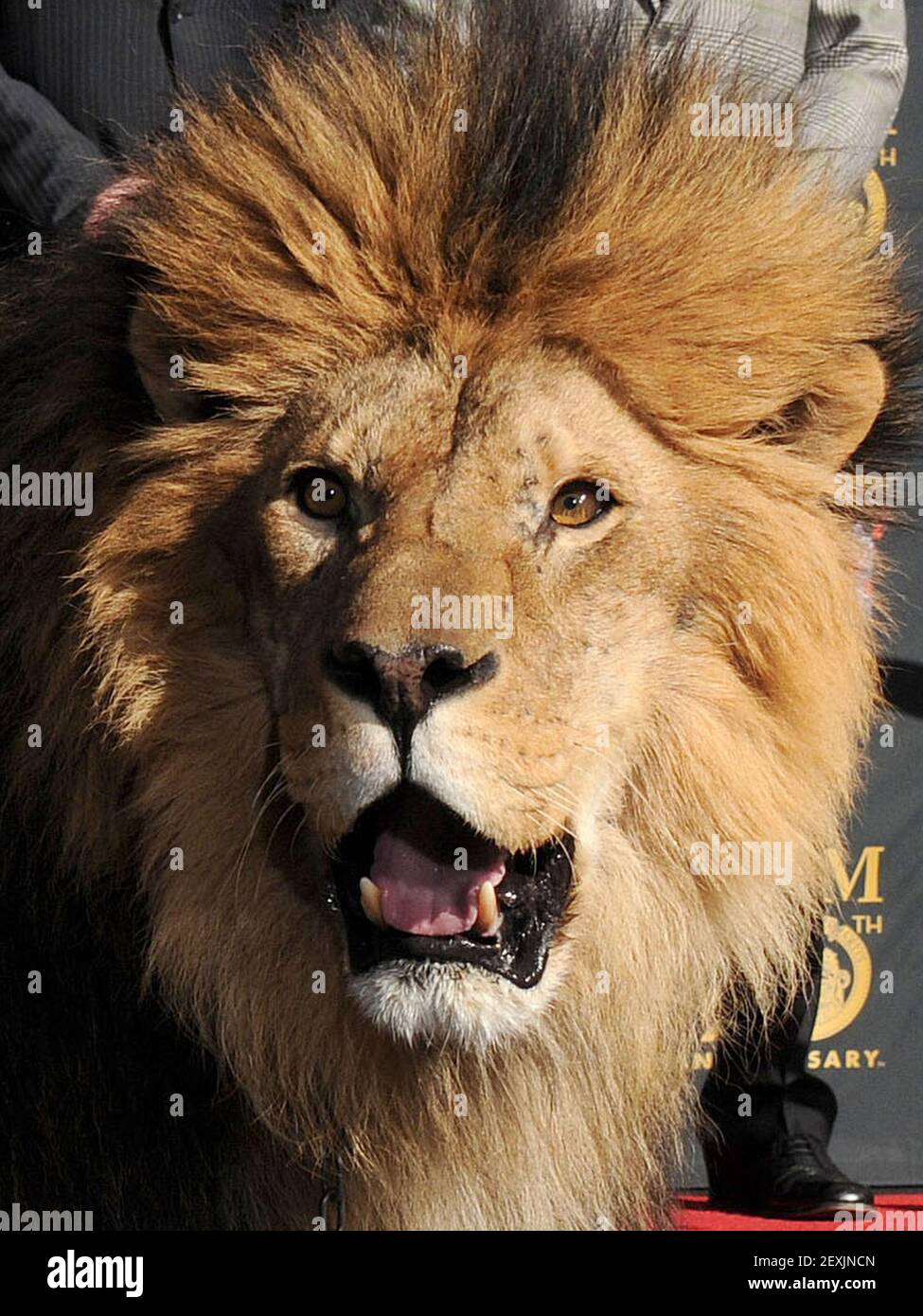 22 January 2014 - Hollywood, California - Leo the MGM Lion. Metro ...
