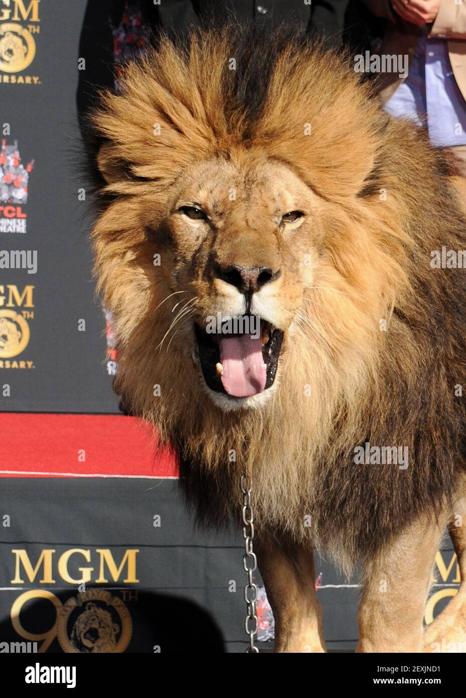 22 January 2014 - Hollywood, California - Leo the MGM Lion. Metro ...