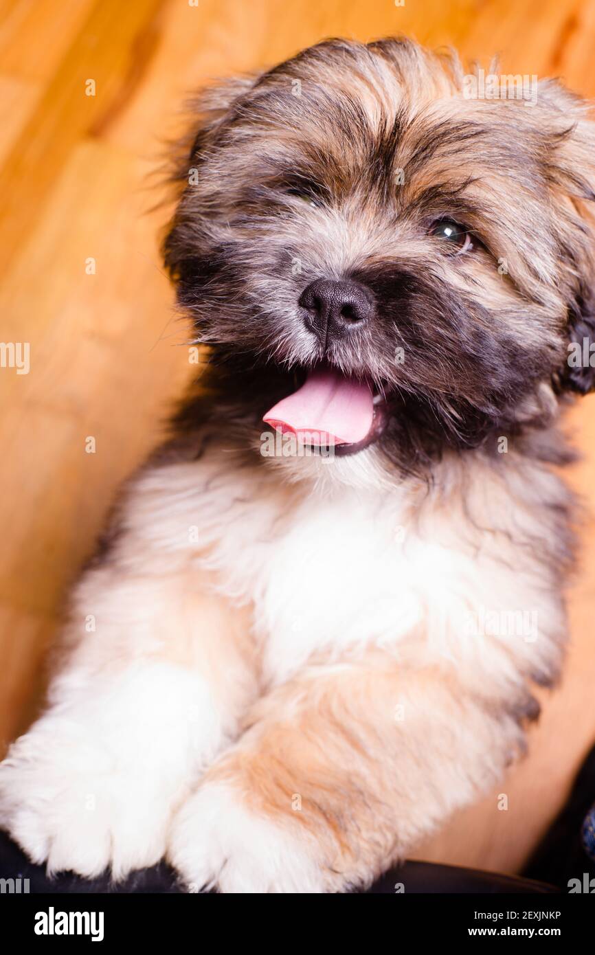 Tibetan Lhasa Apso Small Canine Dog Breed Furry Animal Creature Stock ...
