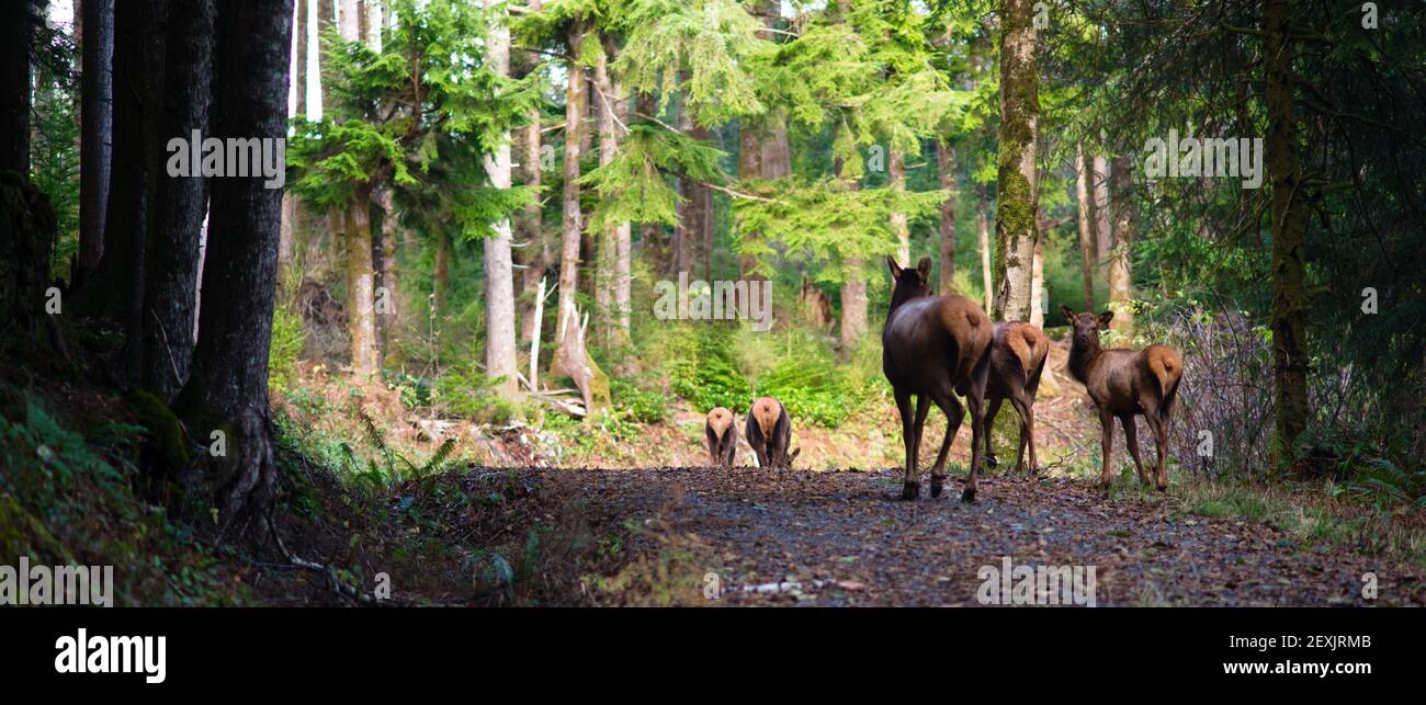 Animal Elk Herd Walking Away Oregon Woods Northwest Forest Wildlife ...