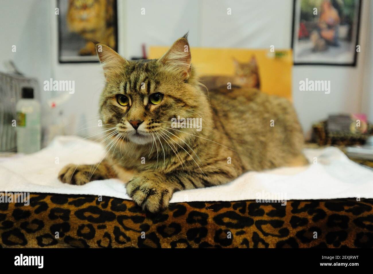 Paws to Remember with 'hamburger patty big foot' polydactyl feet poses ...