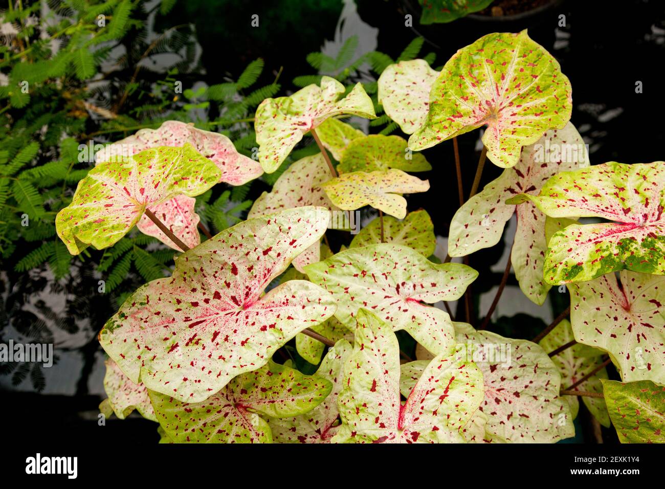Rare Lily pads in a garden pond Stock Photo - Alamy