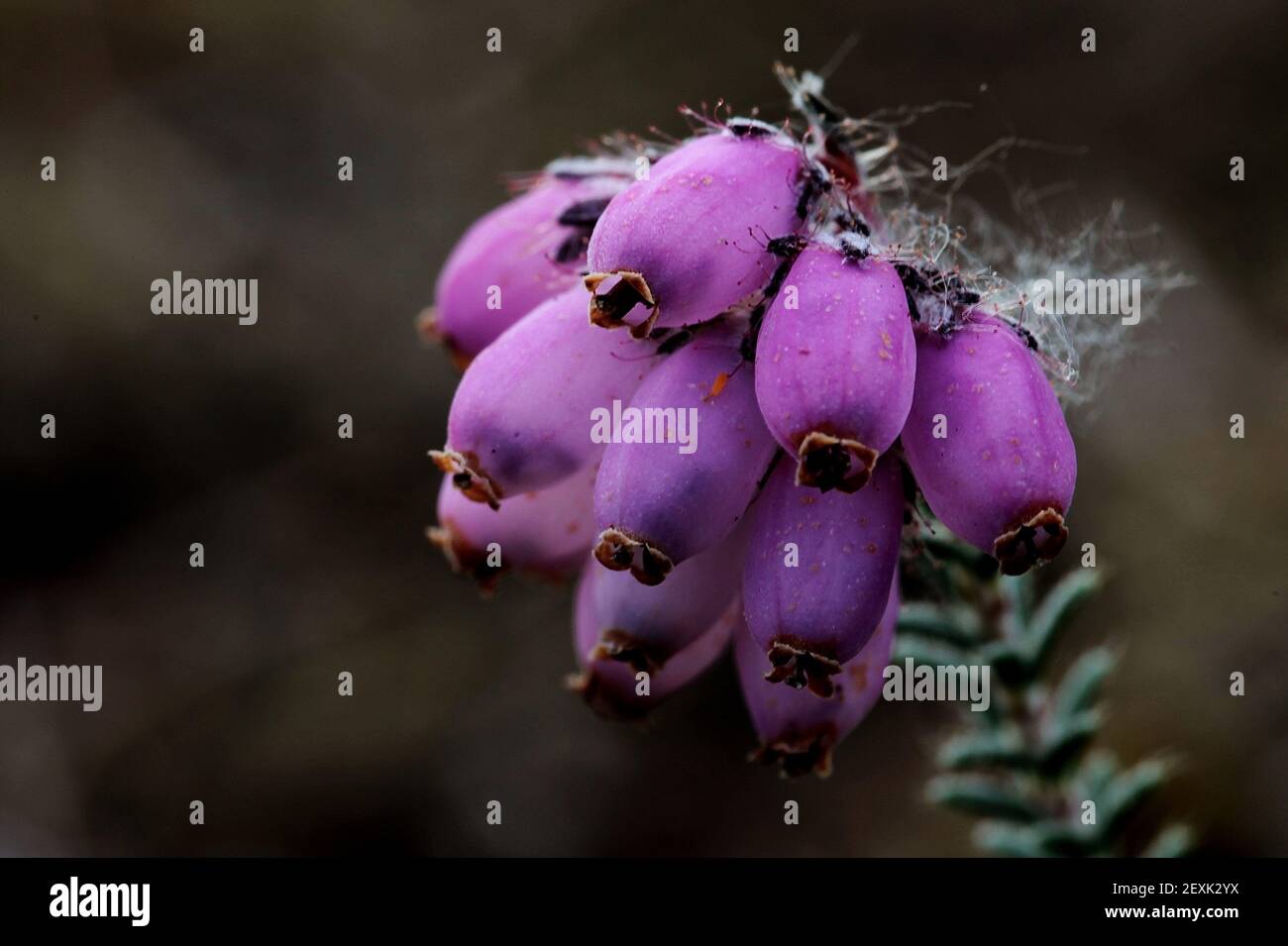 Purple erica hi-res stock photography and images - Alamy