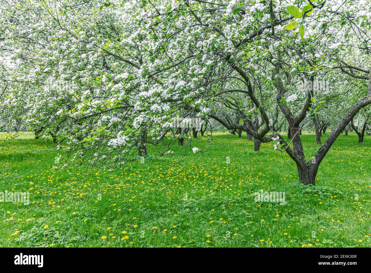 Flower orchard row hi-res stock photography and images - Alamy