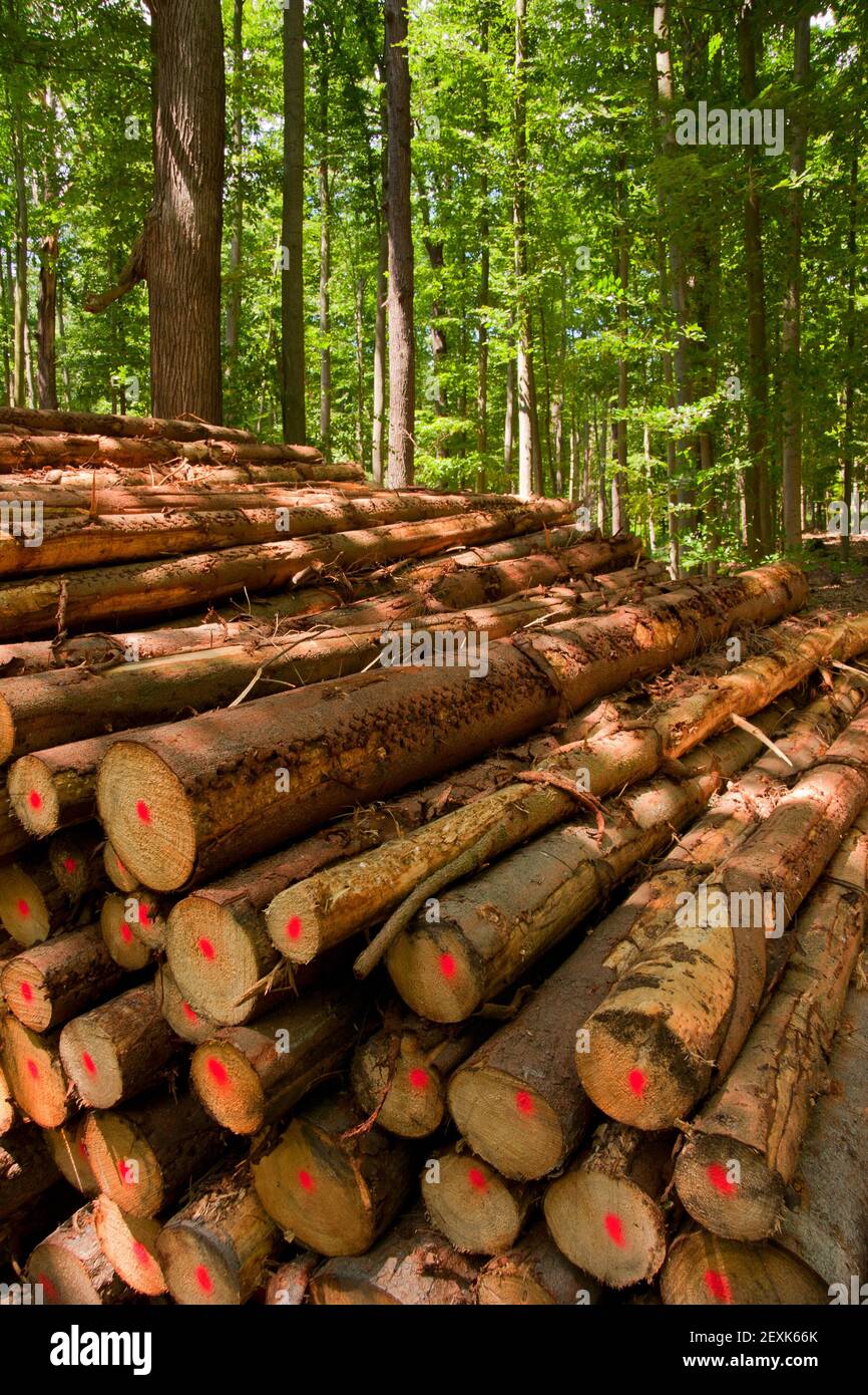 Laminated wood hi-res stock photography and images - Alamy