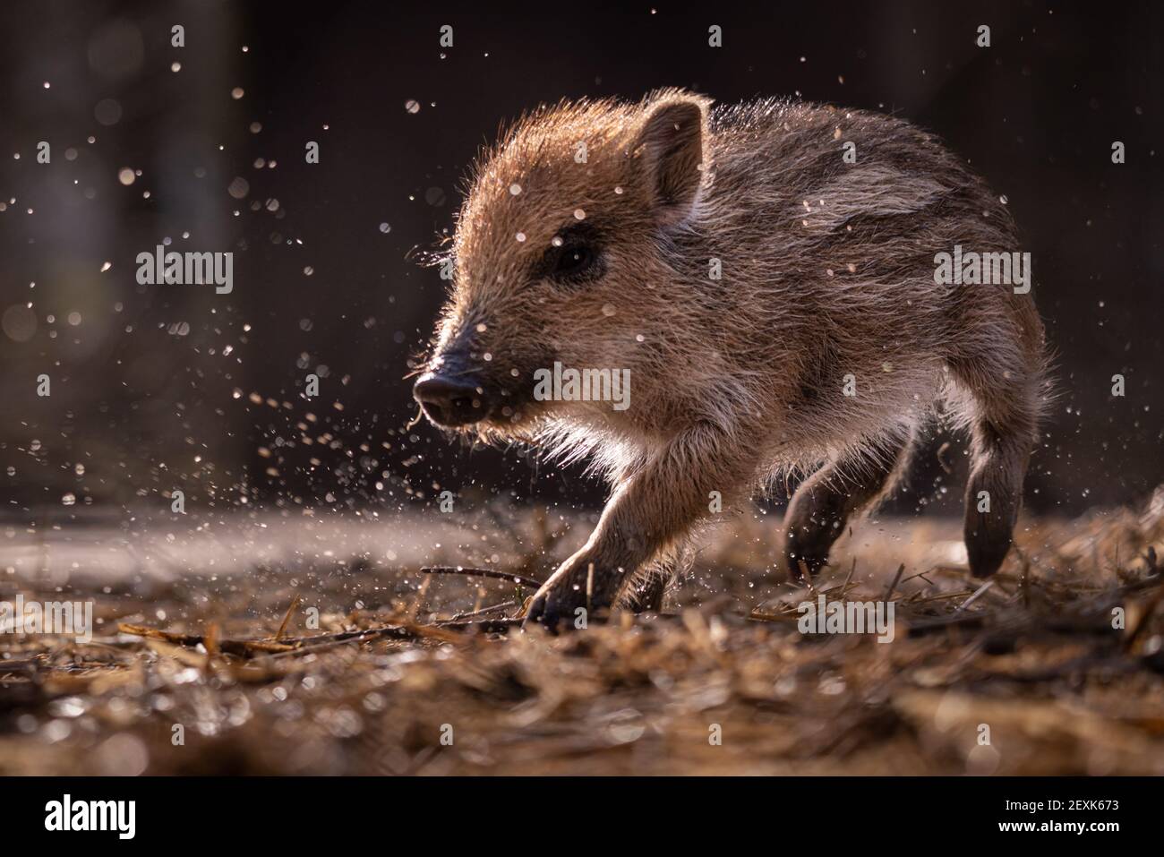 Wild Boar Squeaker High Resolution Stock Photography and Images - Alamy