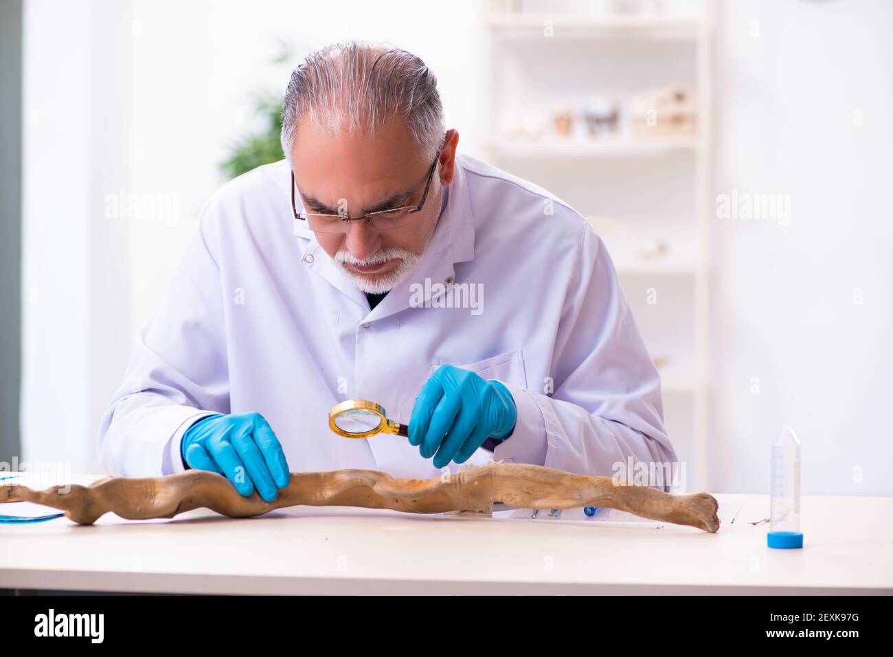 Old male paleontologist working in the lab Stock Photo - Alamy