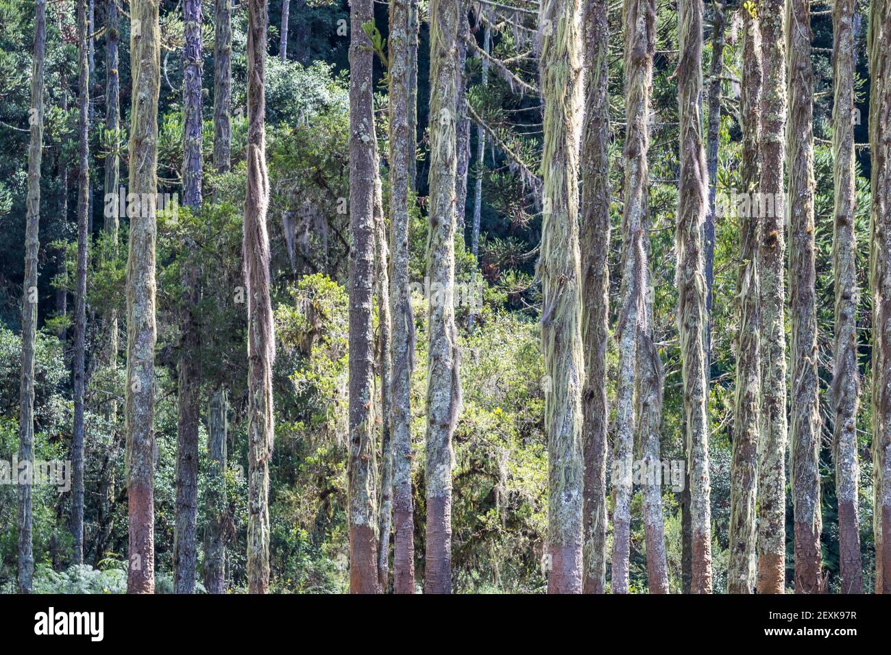An araucaria pine tree trunks in the forest Stock Photo - Alamy