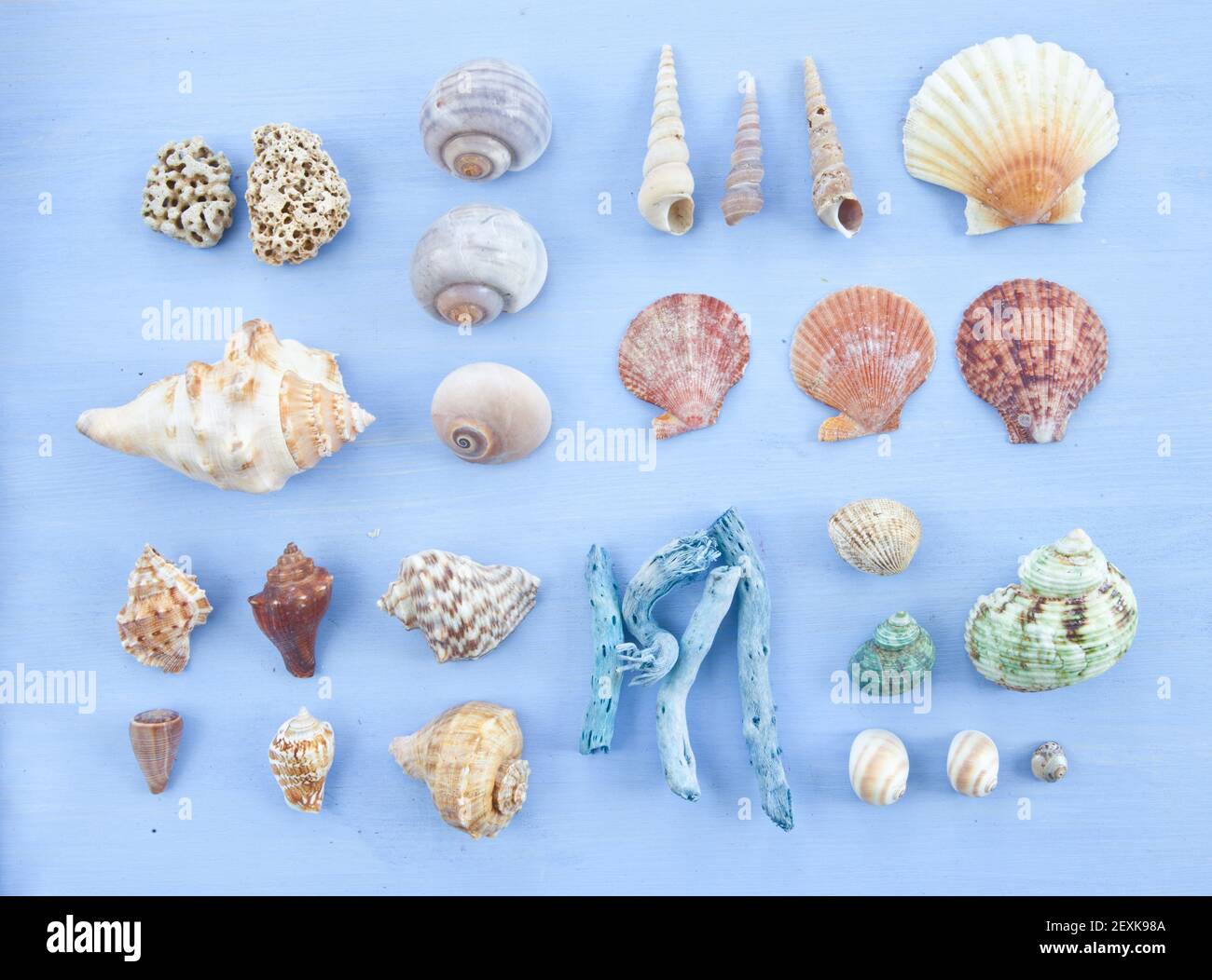 Blue background with flotsam and shells Stock Photo - Alamy