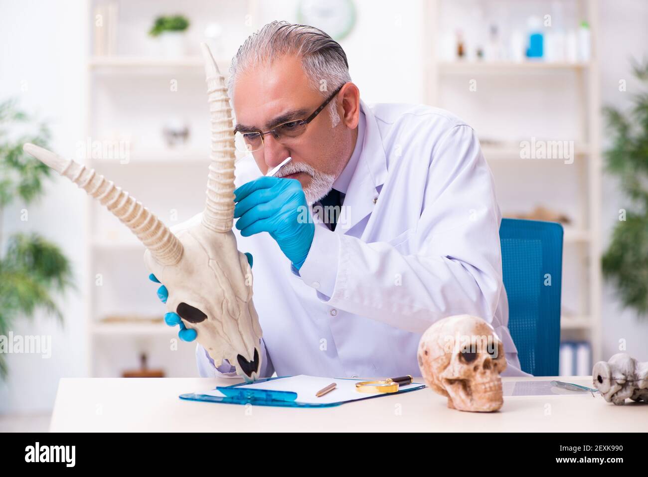 Old male paleontologist working in the lab Stock Photo - Alamy