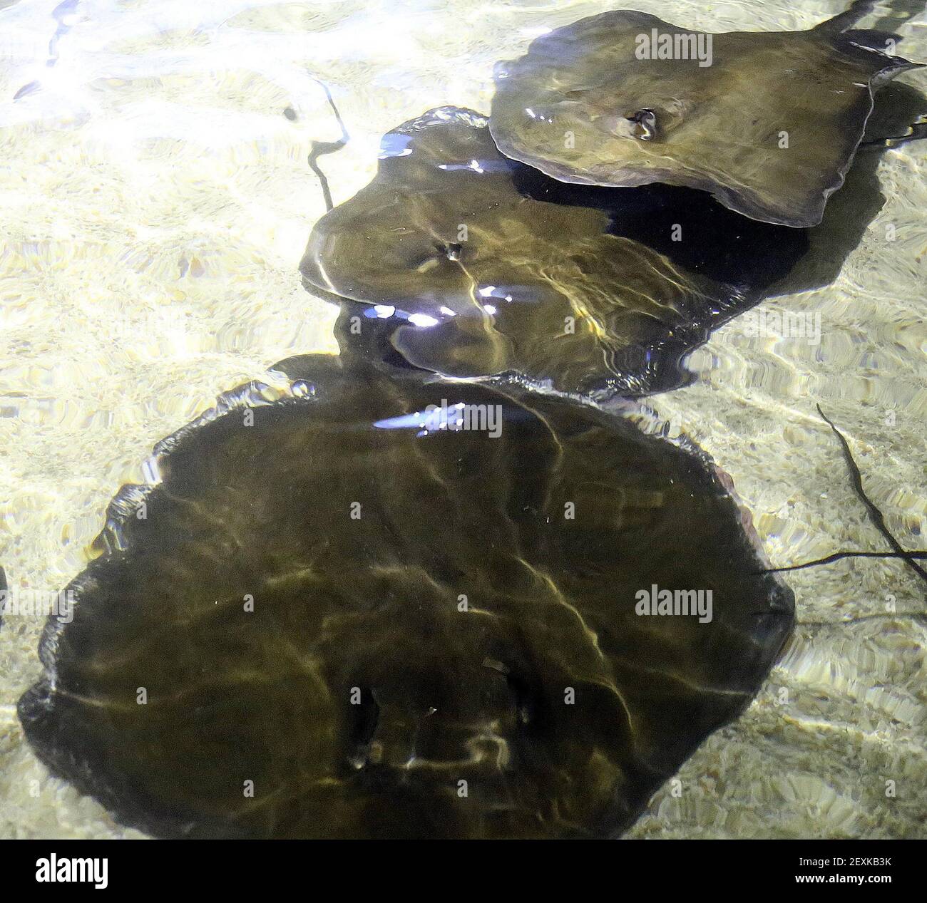 Stingrays In Myrtle Beach Sc