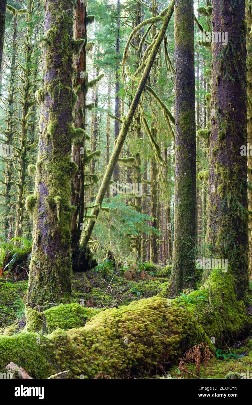 Cedar Trees Deep Forest Green Moss Covered Growth Hoh Rainforest Stock ...
