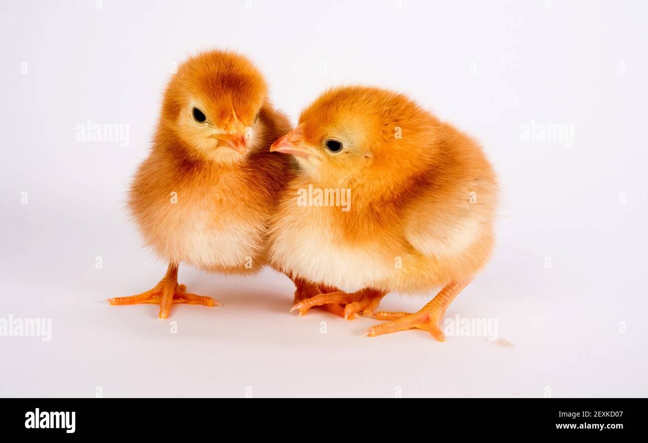 Baby Chick Newborn Farm Chickens Standing White Rhode Island Red Stock ...