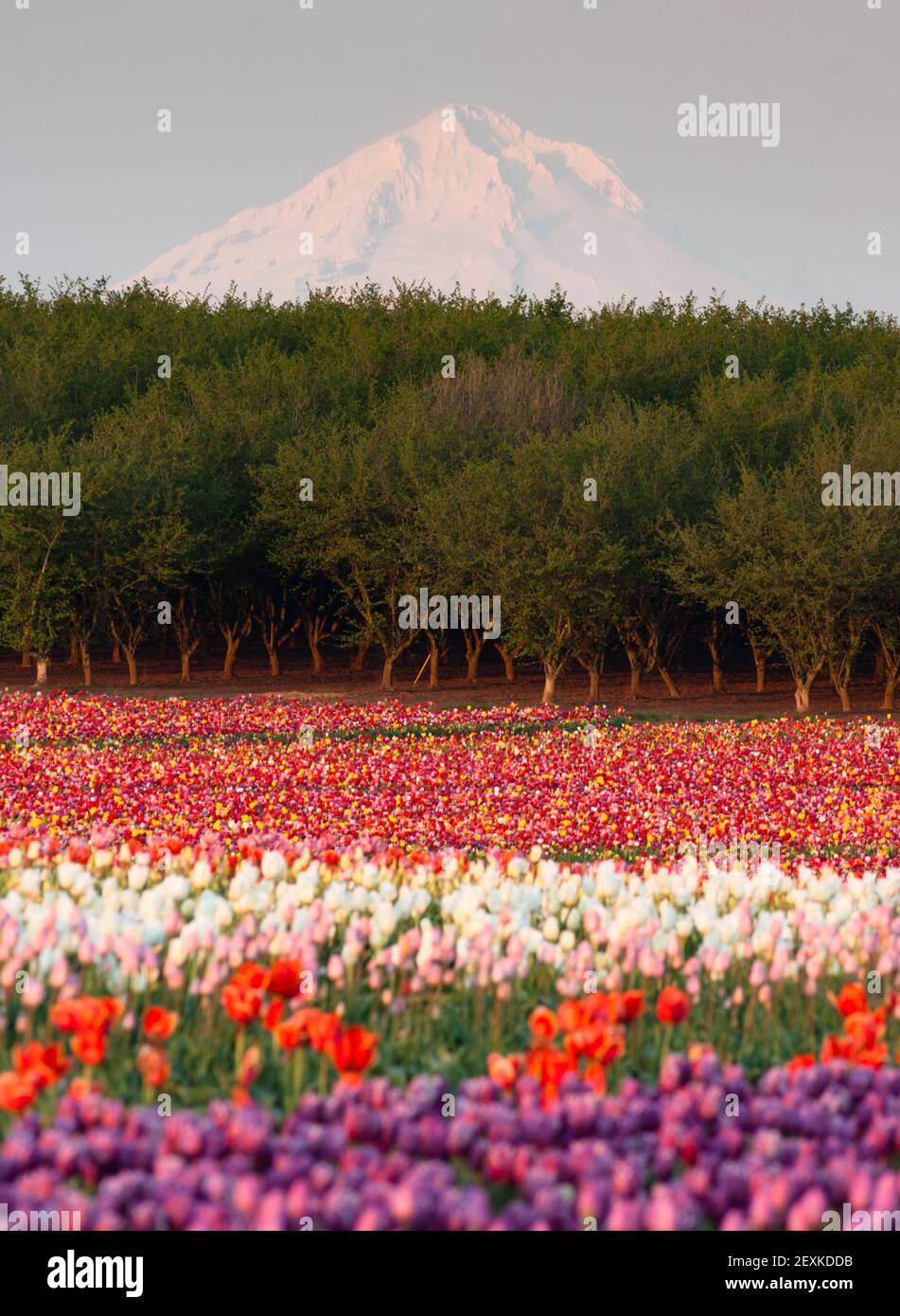 Mount Hood Fruit Orchard Tulip Field Flower Grower Farm Stock Photo - Alamy