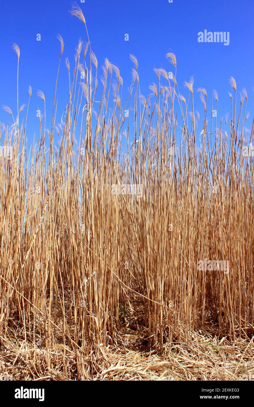 Reed mowing hi-res stock photography and images - Alamy