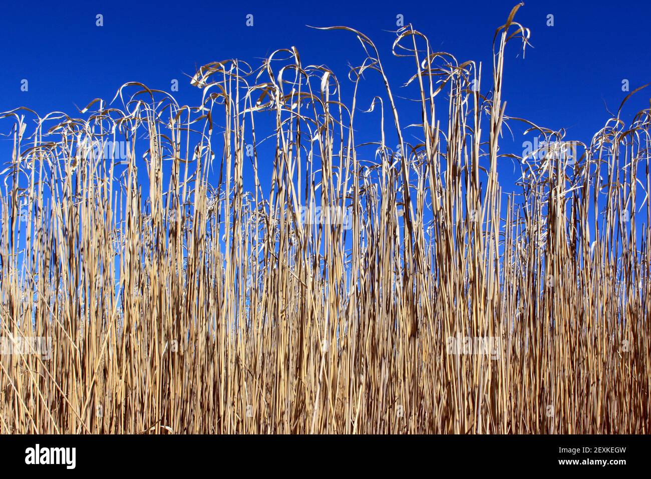Reed mowing hi-res stock photography and images - Alamy