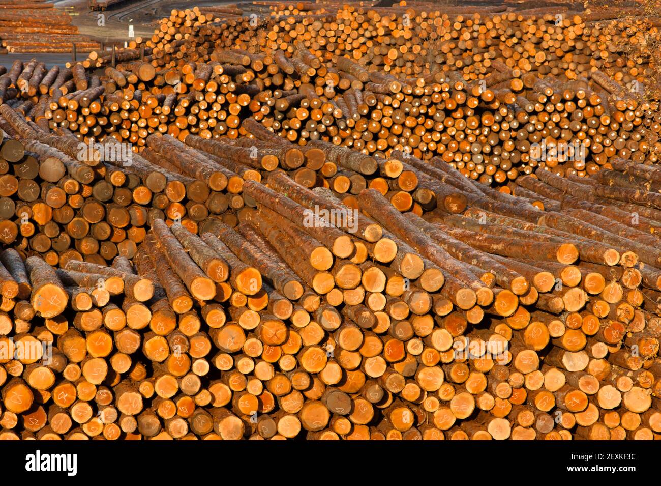 Log Ends Wood Rounds Cut Measured Tree Trunks Lumber Mill Stock Photo ...