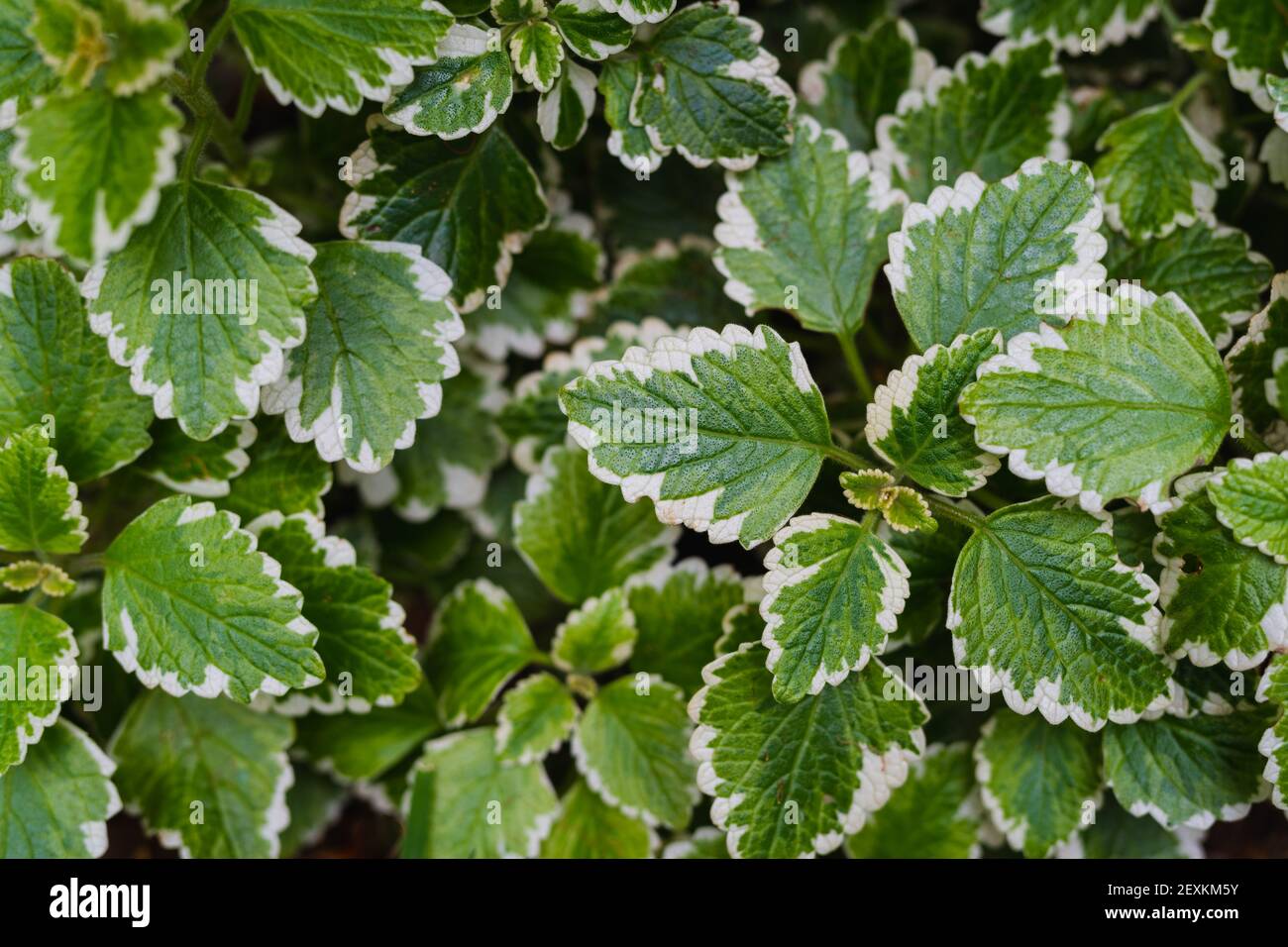 White leaf edges hi-res stock photography and images - Alamy
