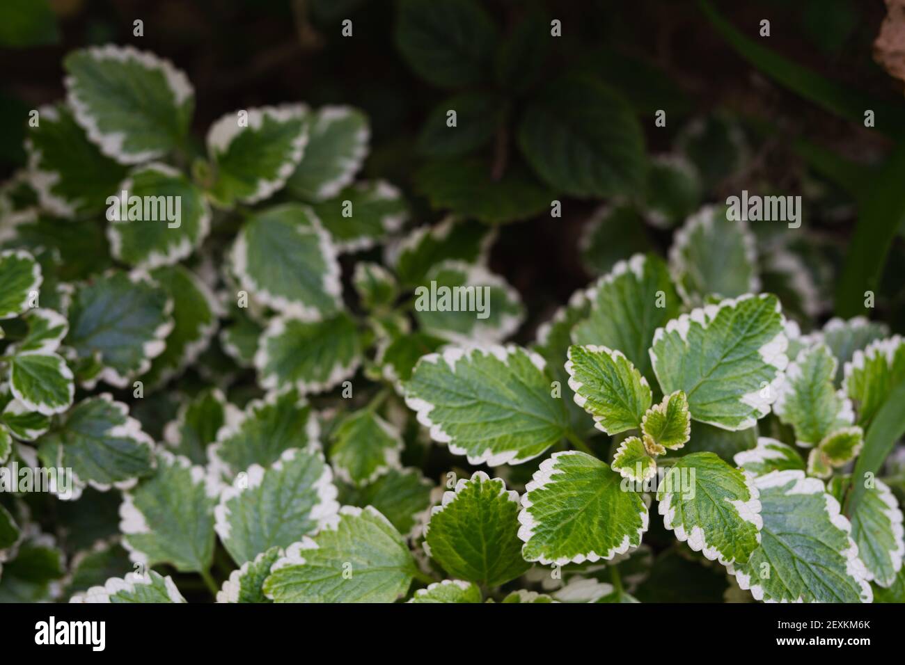 A closeup shot of a botanical plant leaves. Green leaf with white edges ...