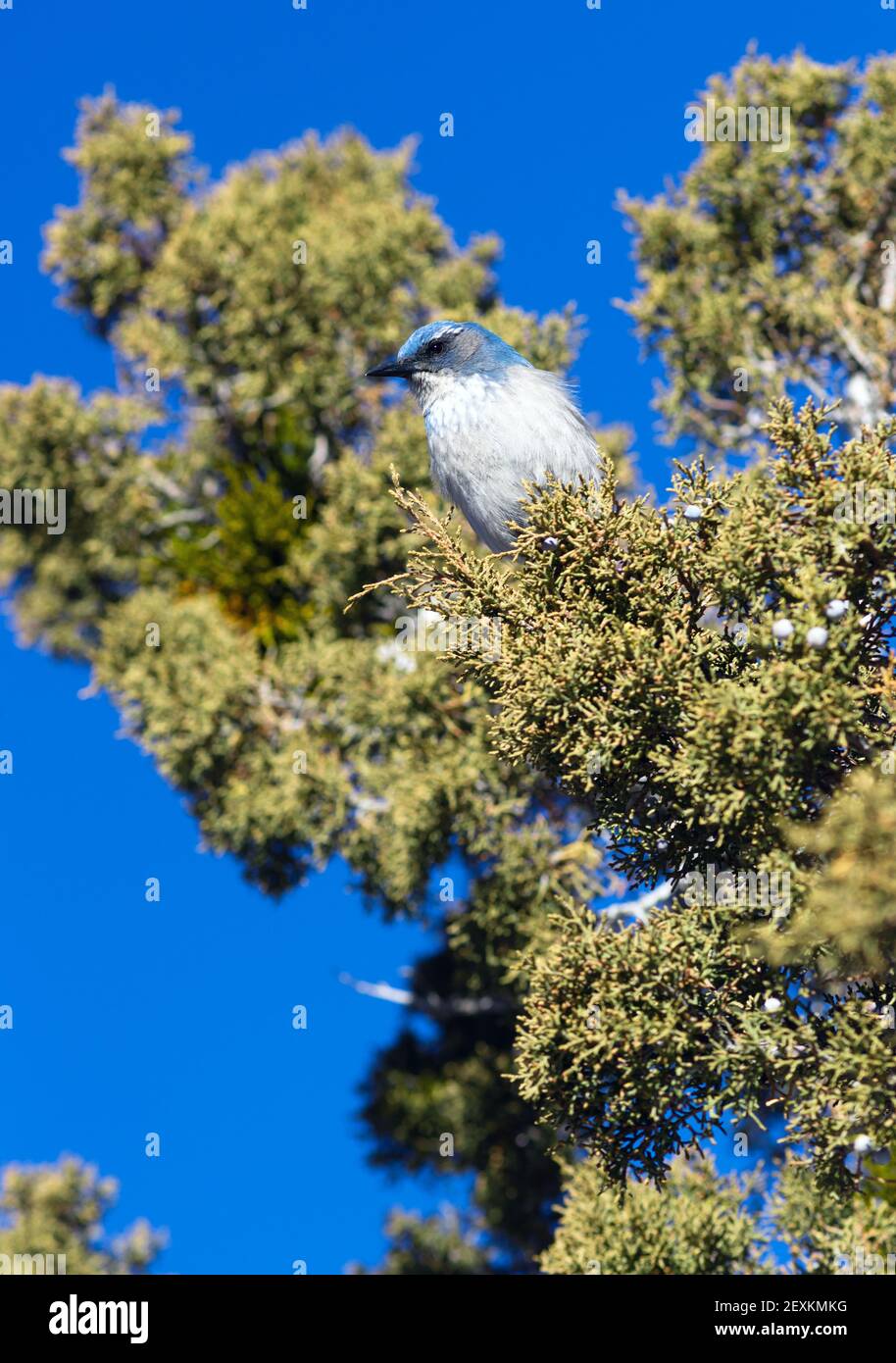 Dead blue jay hi-res stock photography and images - Alamy