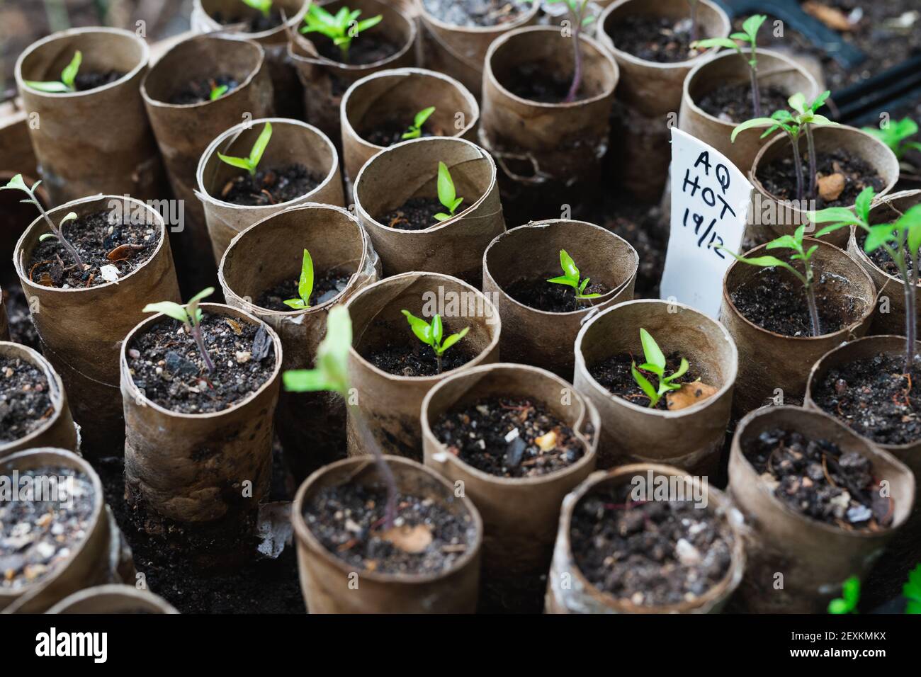 A closeup shot of plant pots in the soil ground. Round cylindric shape ...