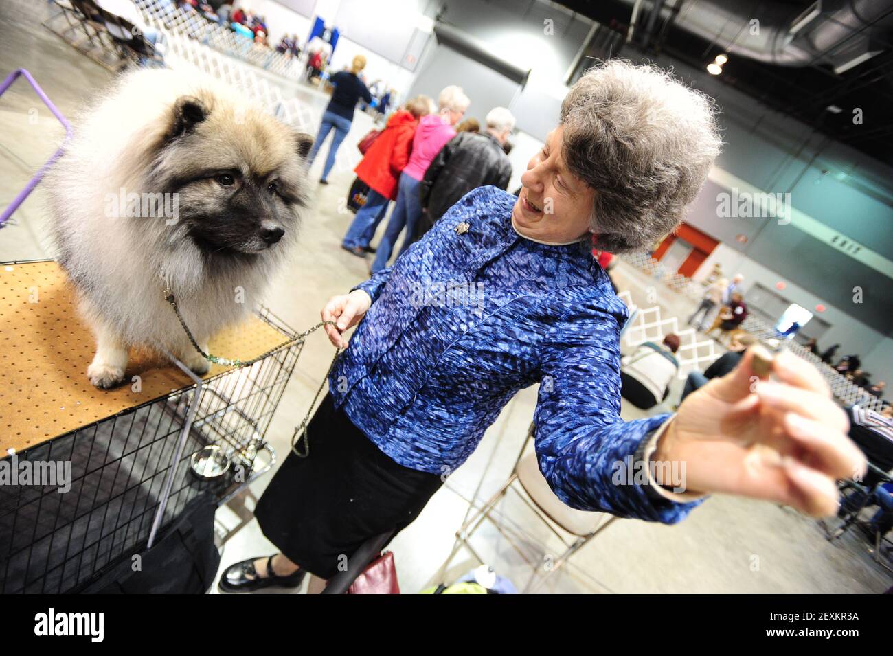 January 19, 2014 - Portland, Oregon - The Rose City Classic Dog show ...