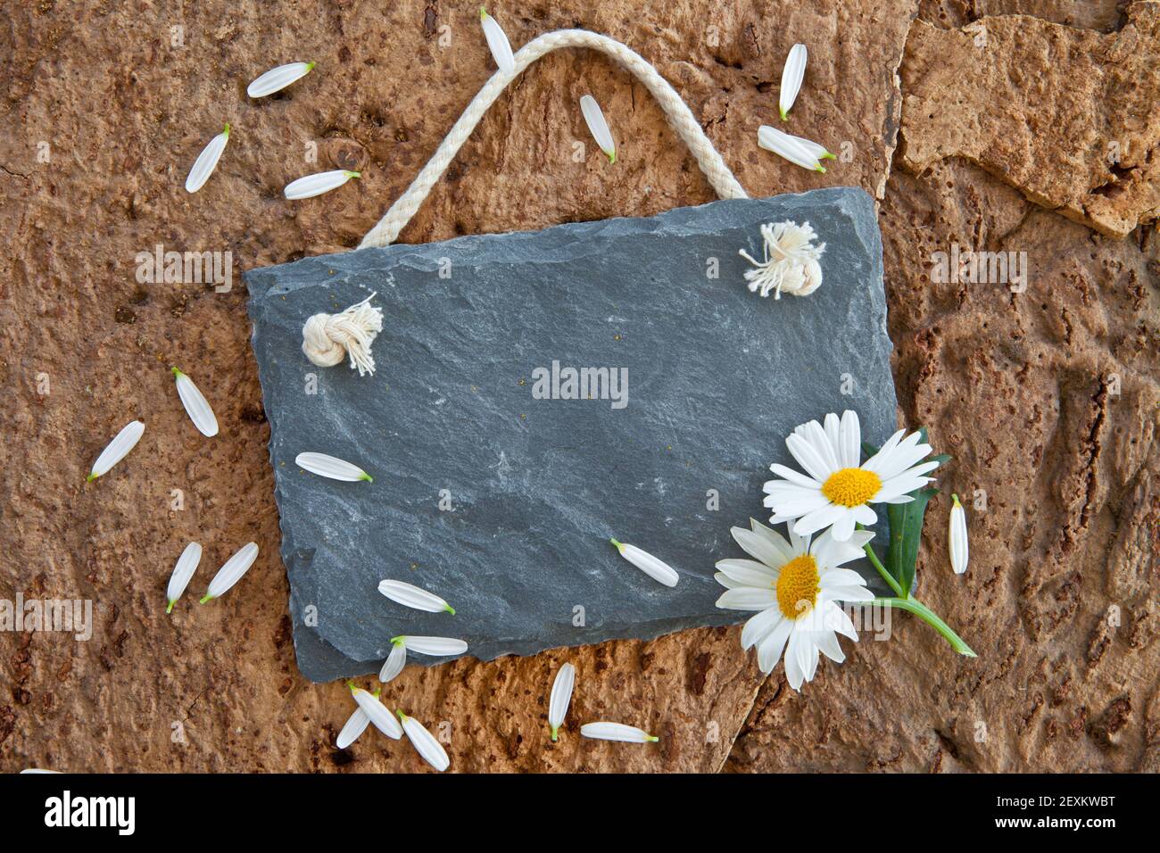 Small tablet on tree bark Stock Photo - Alamy