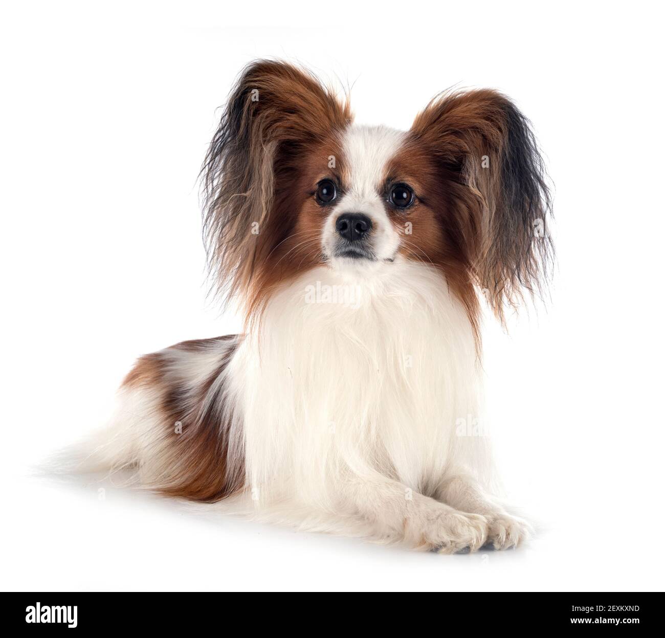 Hair in the ear Cut Out Stock Images & Pictures - Alamy