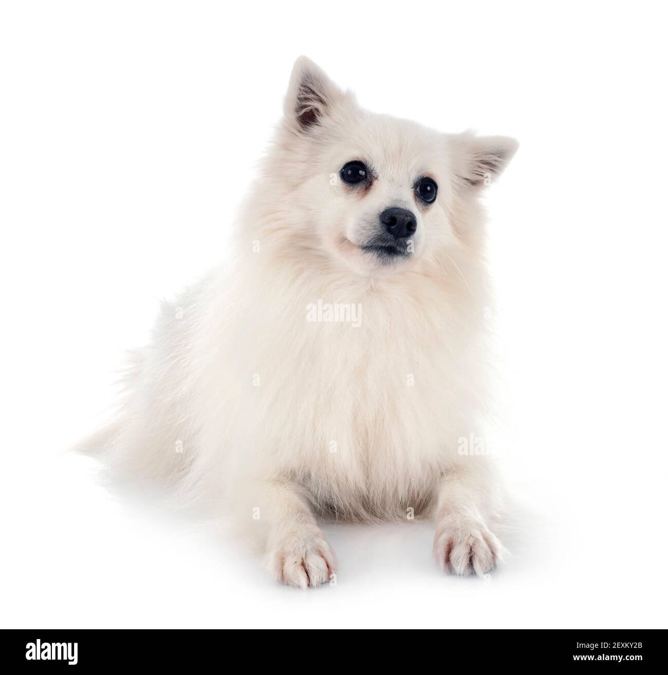 Japanese Spitz in front of white background Stock Photo - Alamy