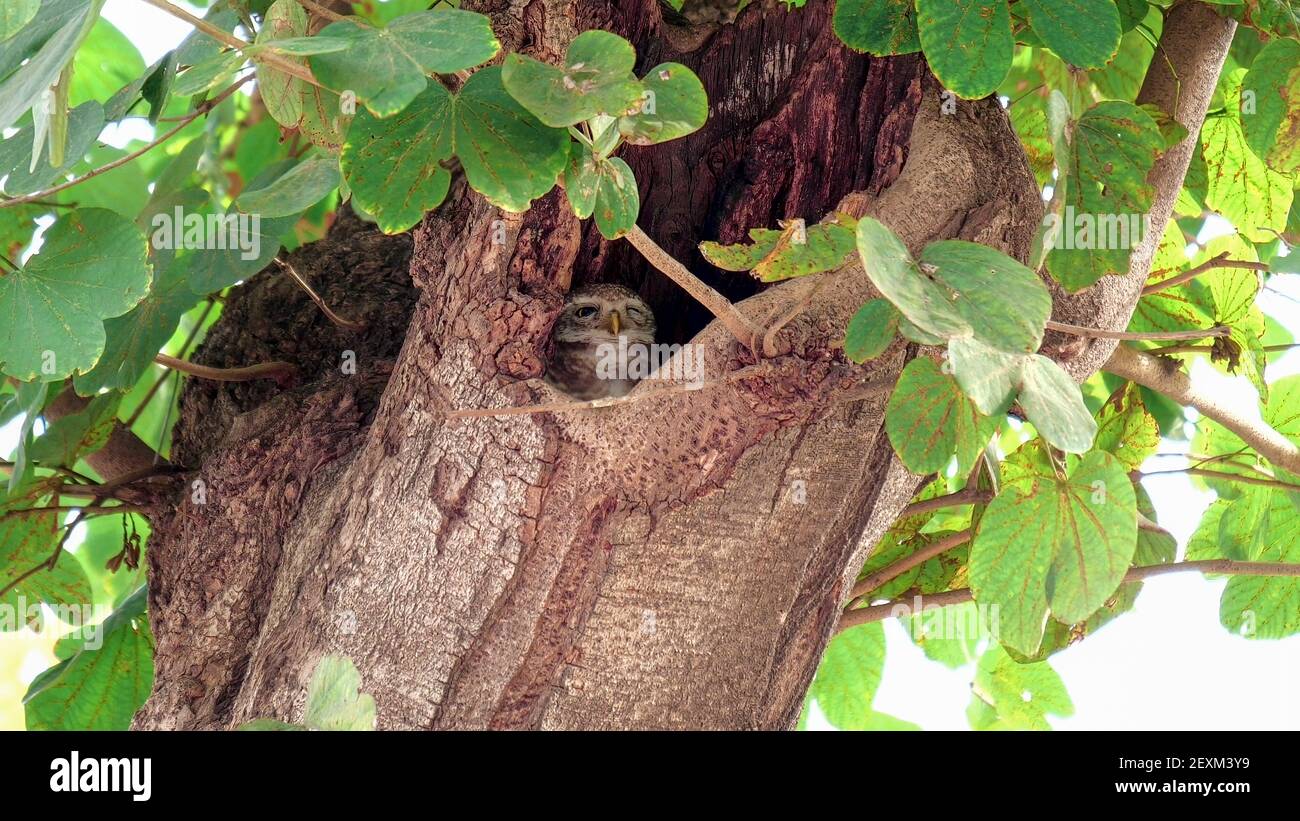 Owl roosting in tree hollow hi-res stock photography and images - Alamy