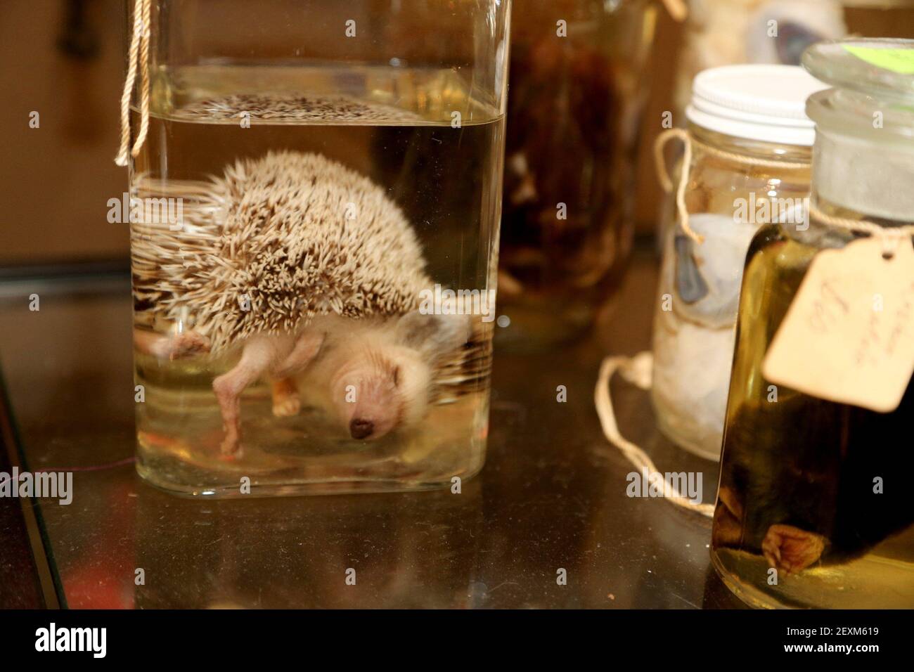 Bazaar is a Baltimore shop that specilizies in oddities and taxidermied ...