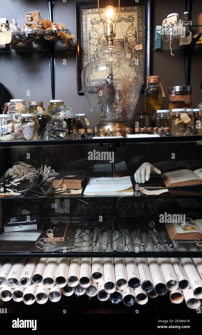 Bazaar is a Baltimore shop that specilizies in oddities and taxidermied ...