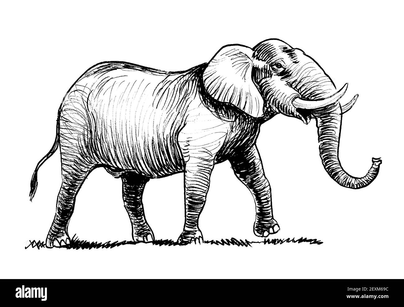 Walking elephant. Ink black and white drawing Stock Photo - Alamy