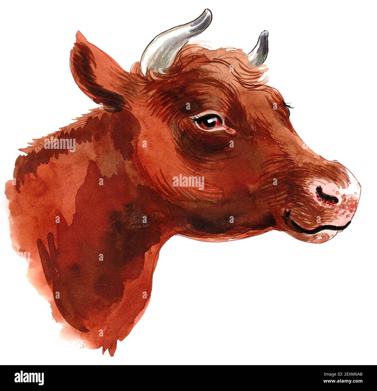 Brown cow head. Ink and watercolor drawing Stock Photo - Alamy