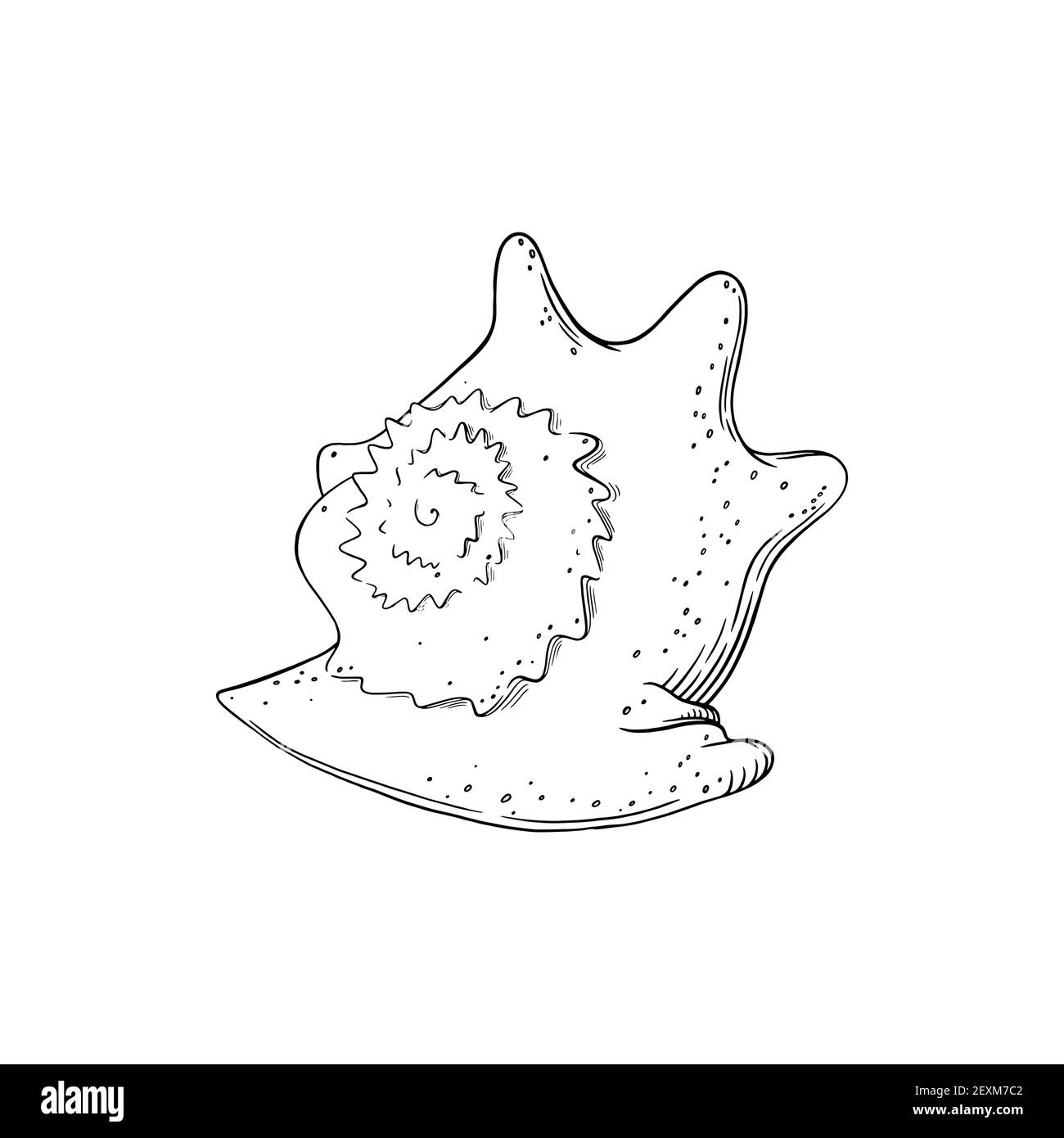 Spiral seashell isolated in white background. Marine shell sketch ...