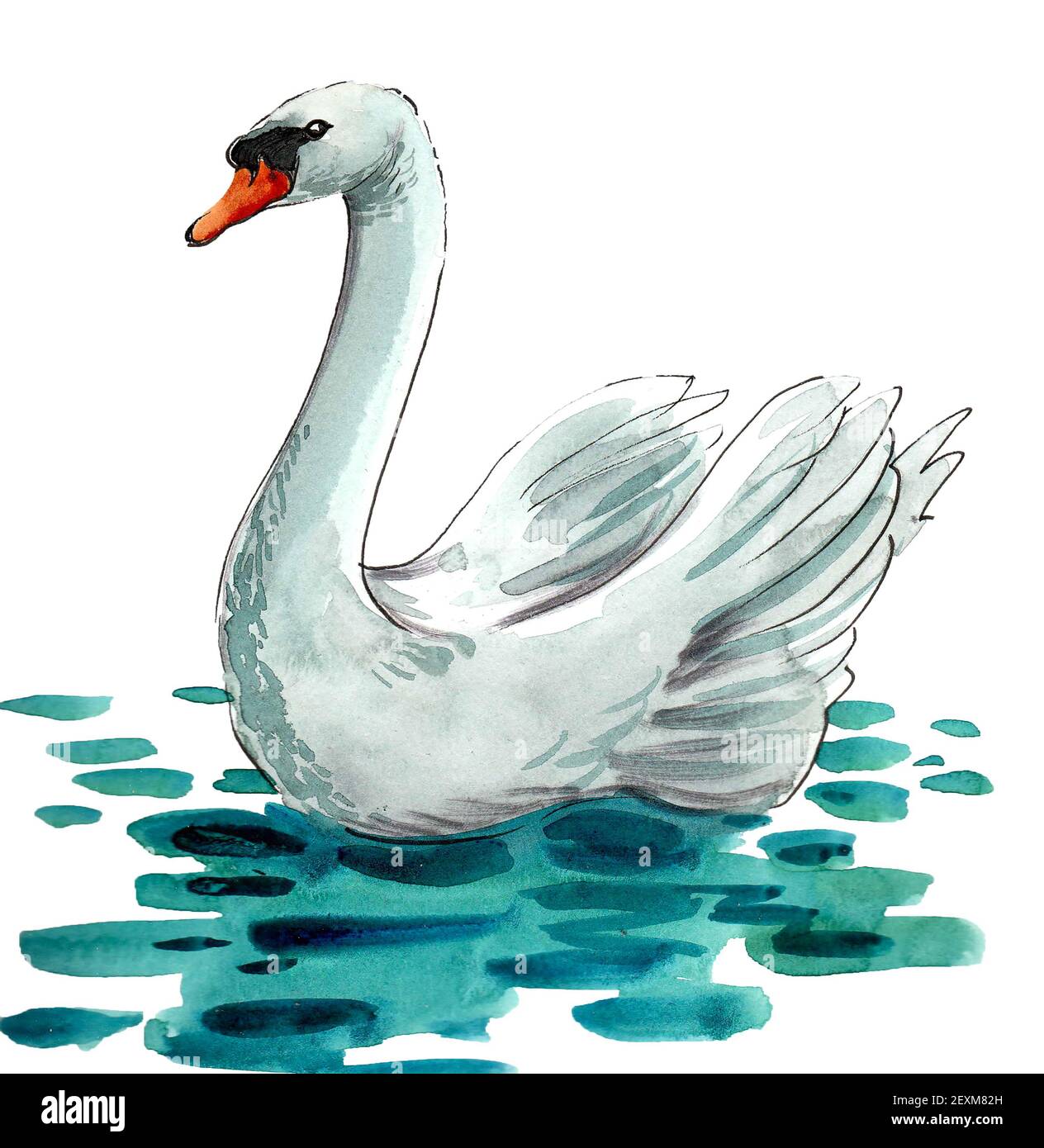 Swan Drawing