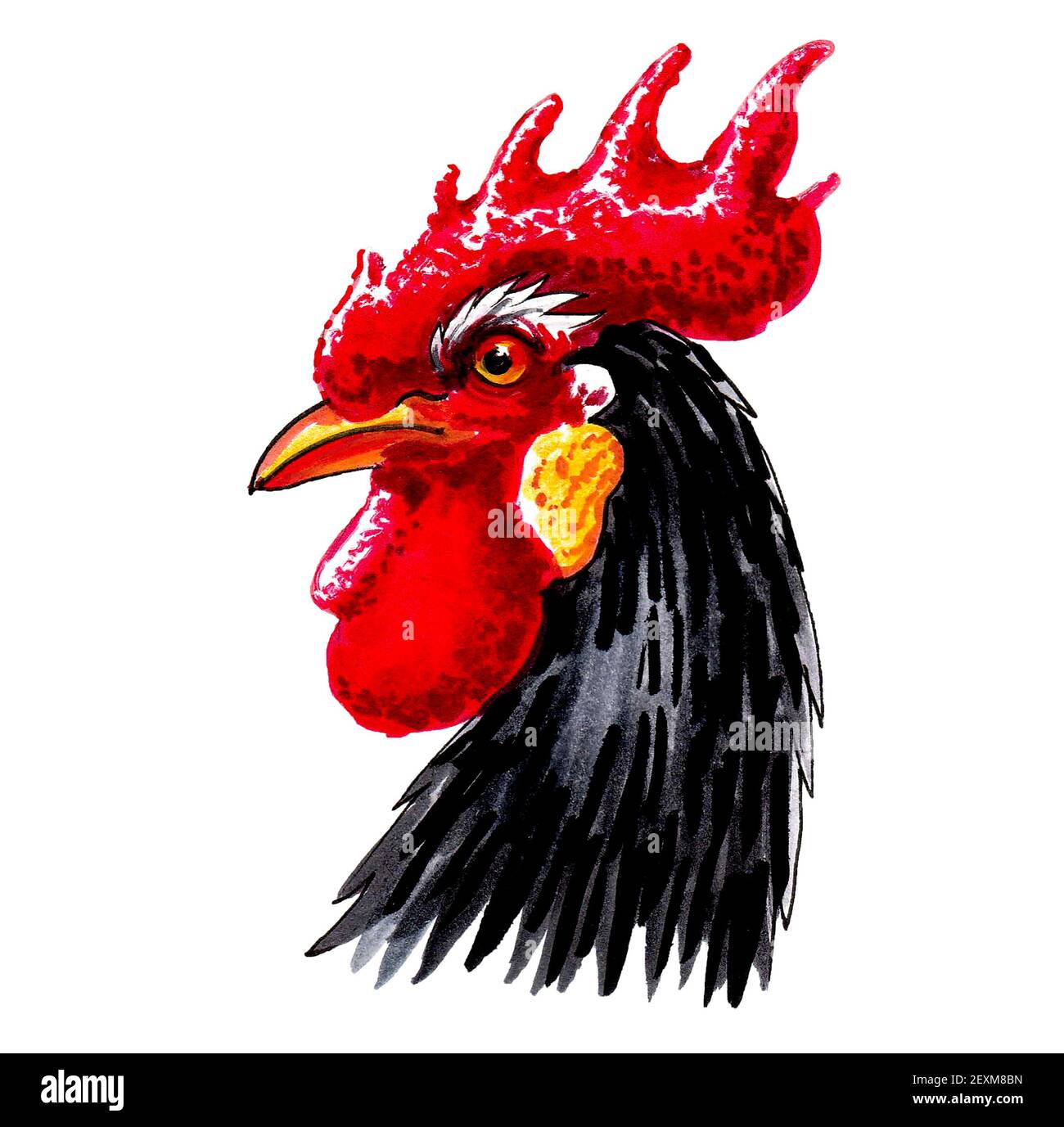 Rooster bird head. Ink and watercolor drawing Stock Photo - Alamy