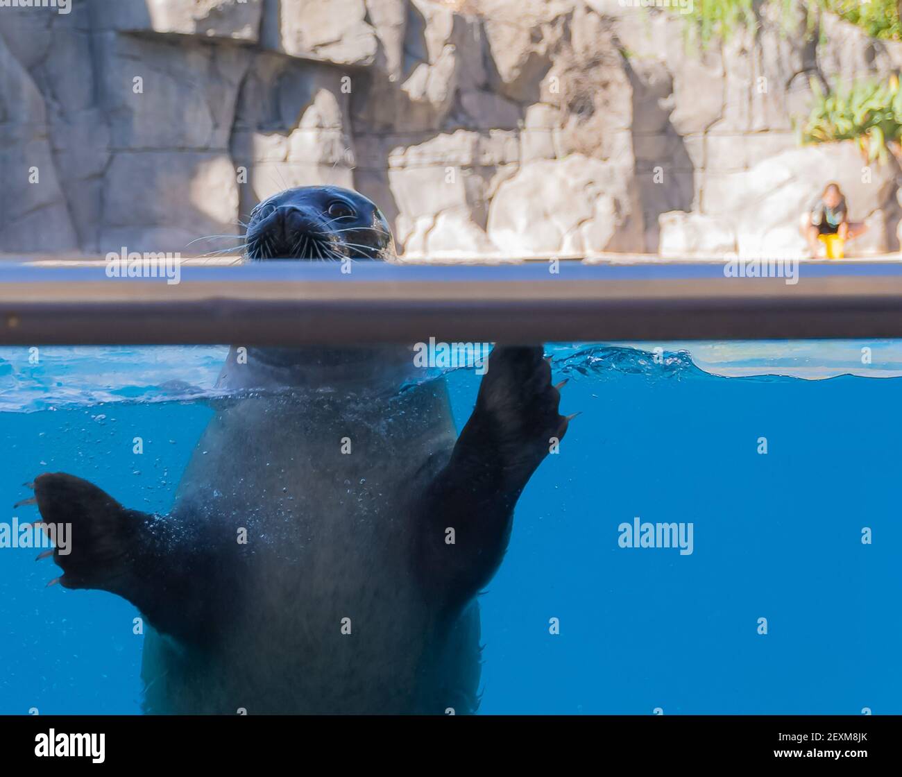 The picture shows a portrait of a seal facing the camera while standing ...