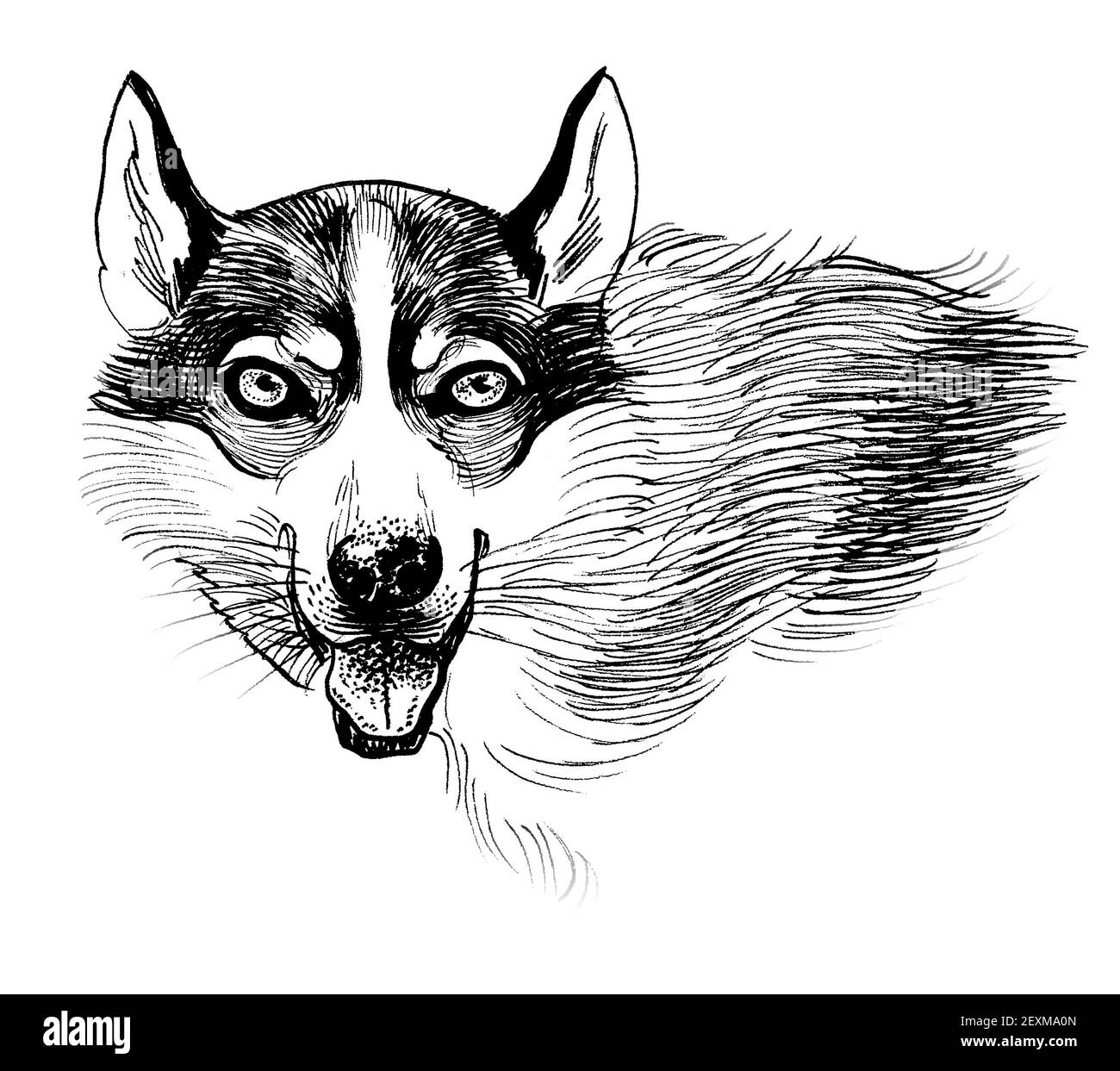 Husky dog head. Ink black and white drawing Stock Photo - Alamy